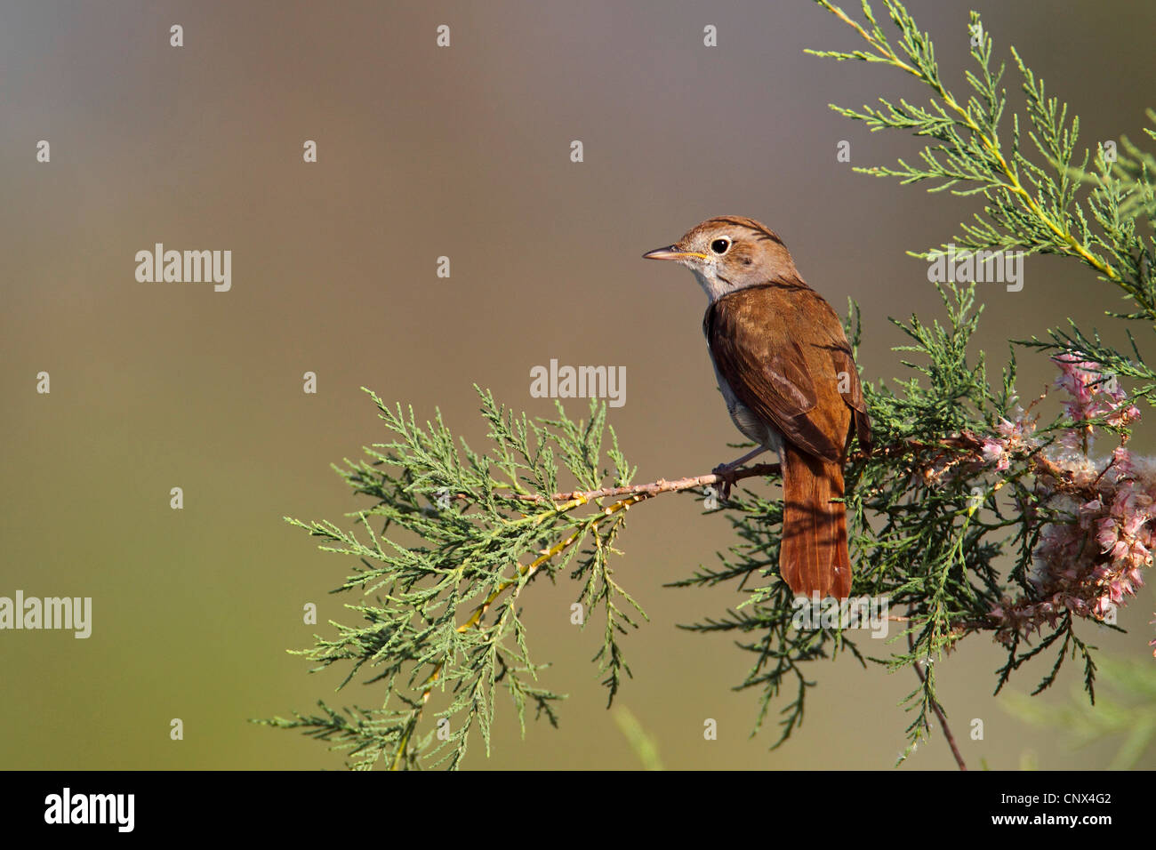 Nightingale family hi-res stock photography and images - Alamy
