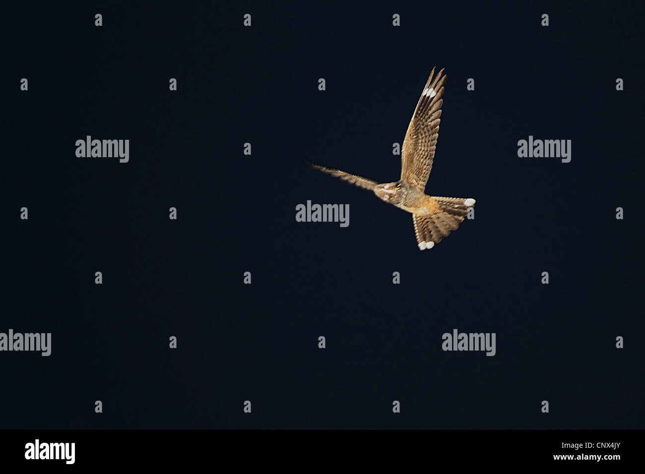European nightjar (Caprimulgus europaeus), male flying in the night sky ...