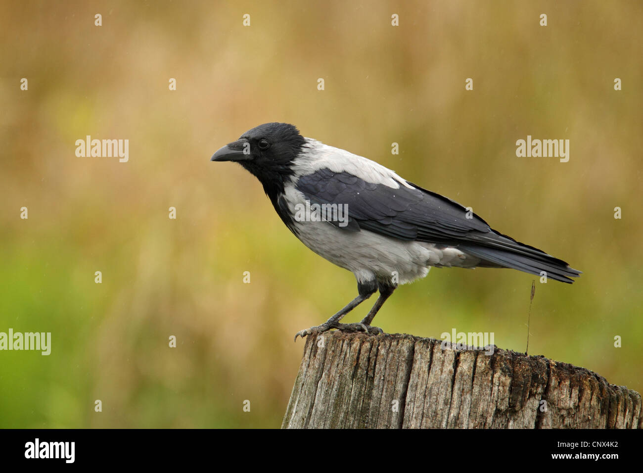 hooded crow (Corvus corone cornix), sitting on a tree stump, Germany ...