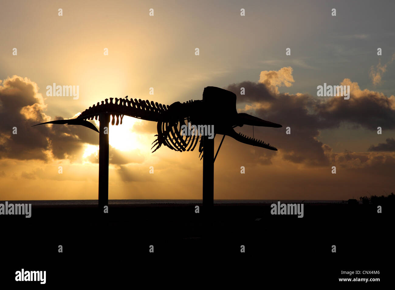 sperm whale, great sperm whale, spermacet whale, cachalot (Physeter ...