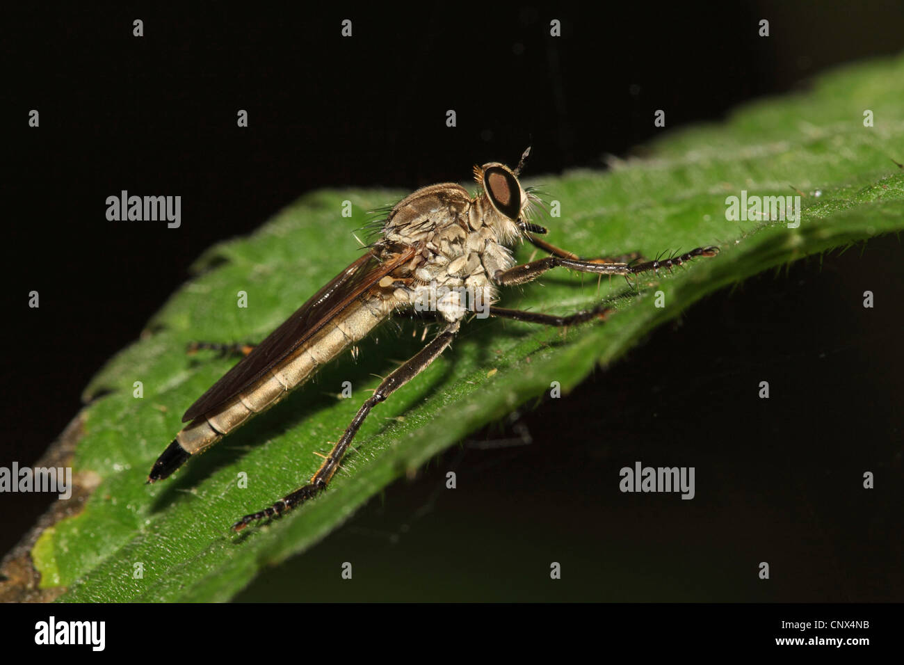 common awl robberfly (Neoitamus cyanurus), sitting on stinging nettle ...
