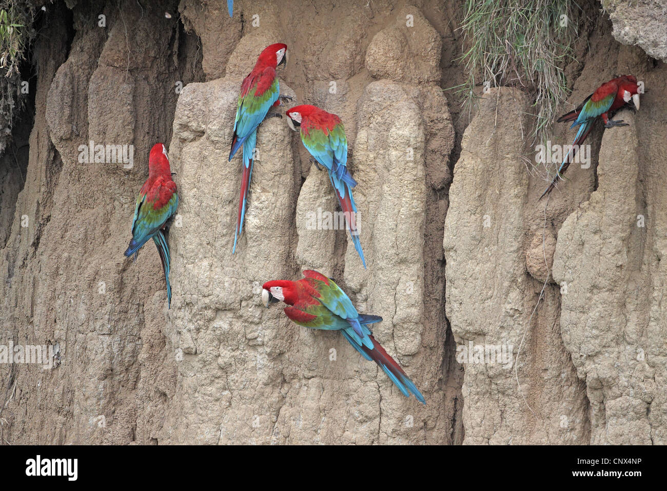 Red-and-Green Macaw, Ara chloroptera Stock Photo - Alamy