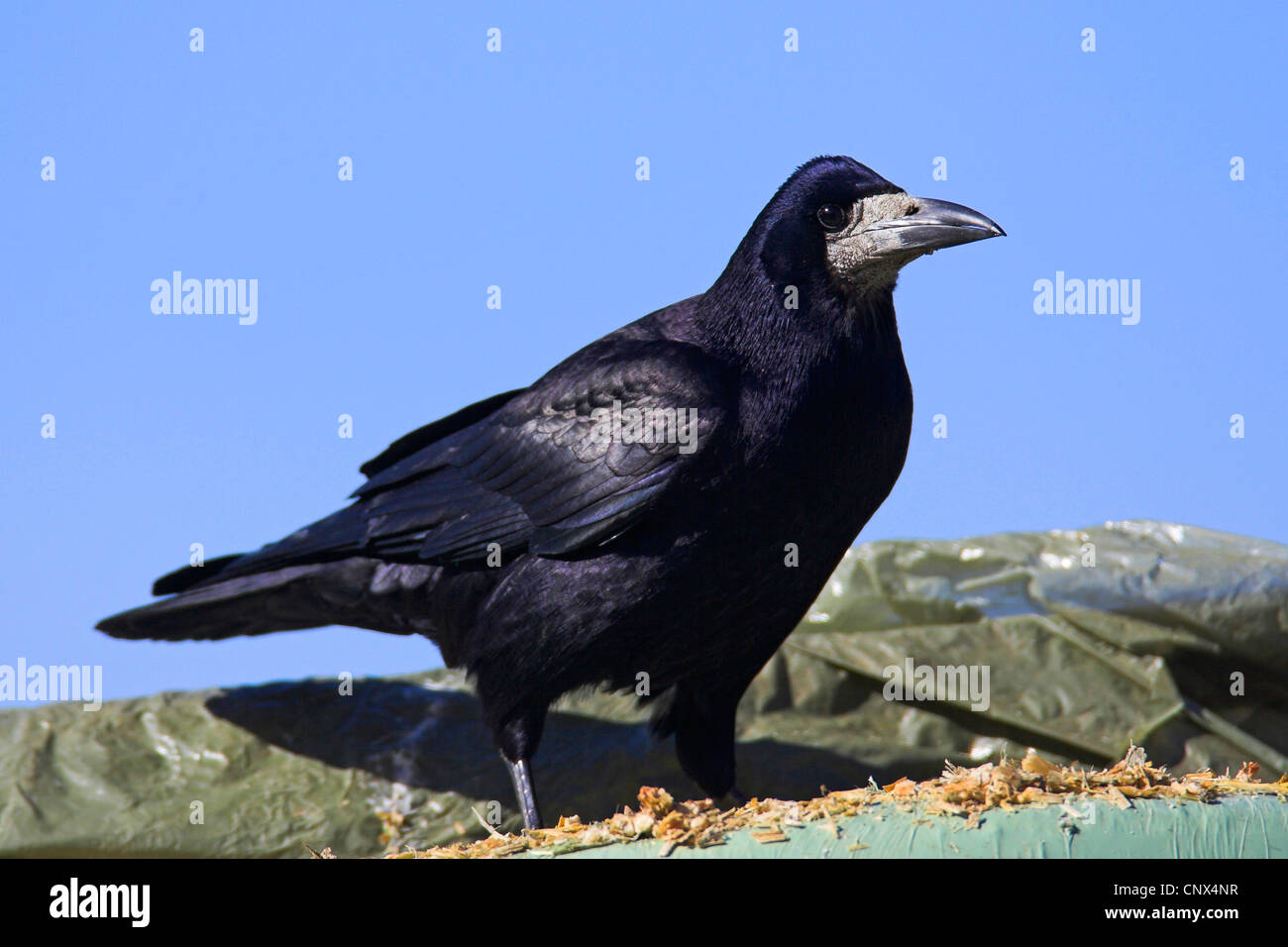 rook (Corvus frugilegus), portrait, bird on a corn pile, Netherlands ...