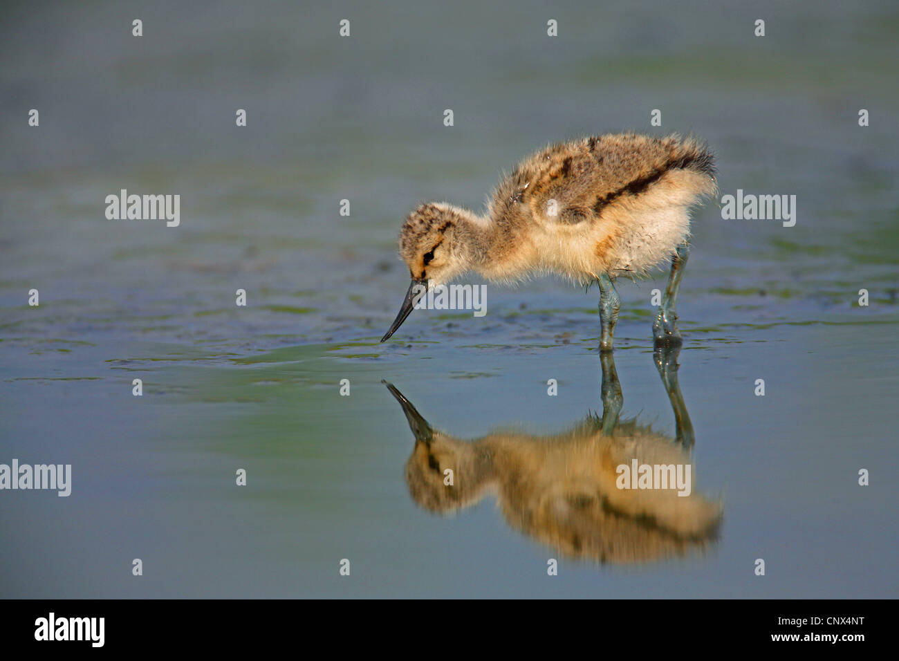 Avocet recurvirostra avosetta stands hi-res stock photography and ...