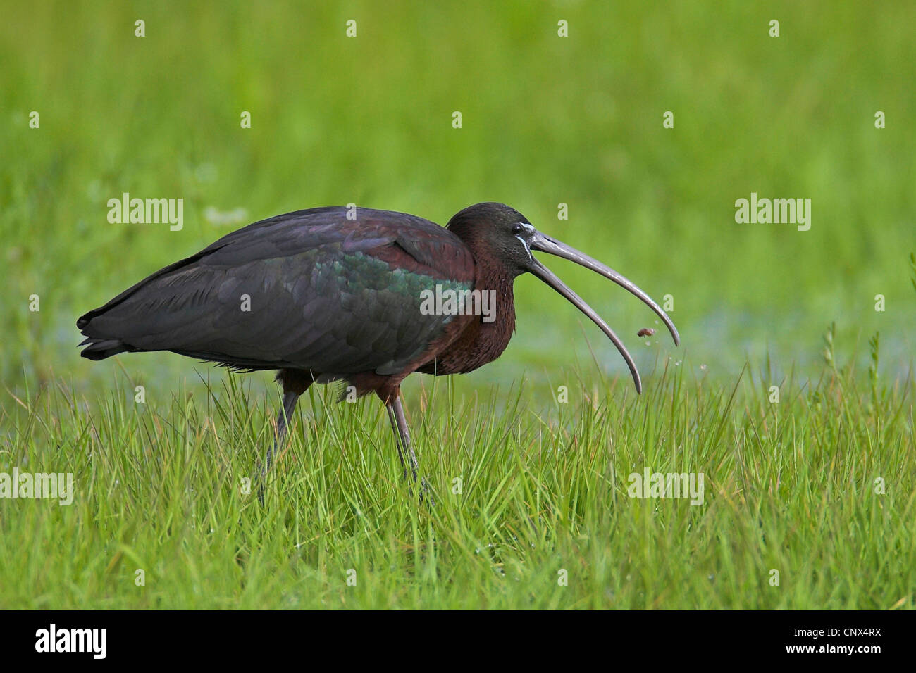 glossy ibis (Plegadis falcinellus), eating an insect, Greece, Lesbos ...
