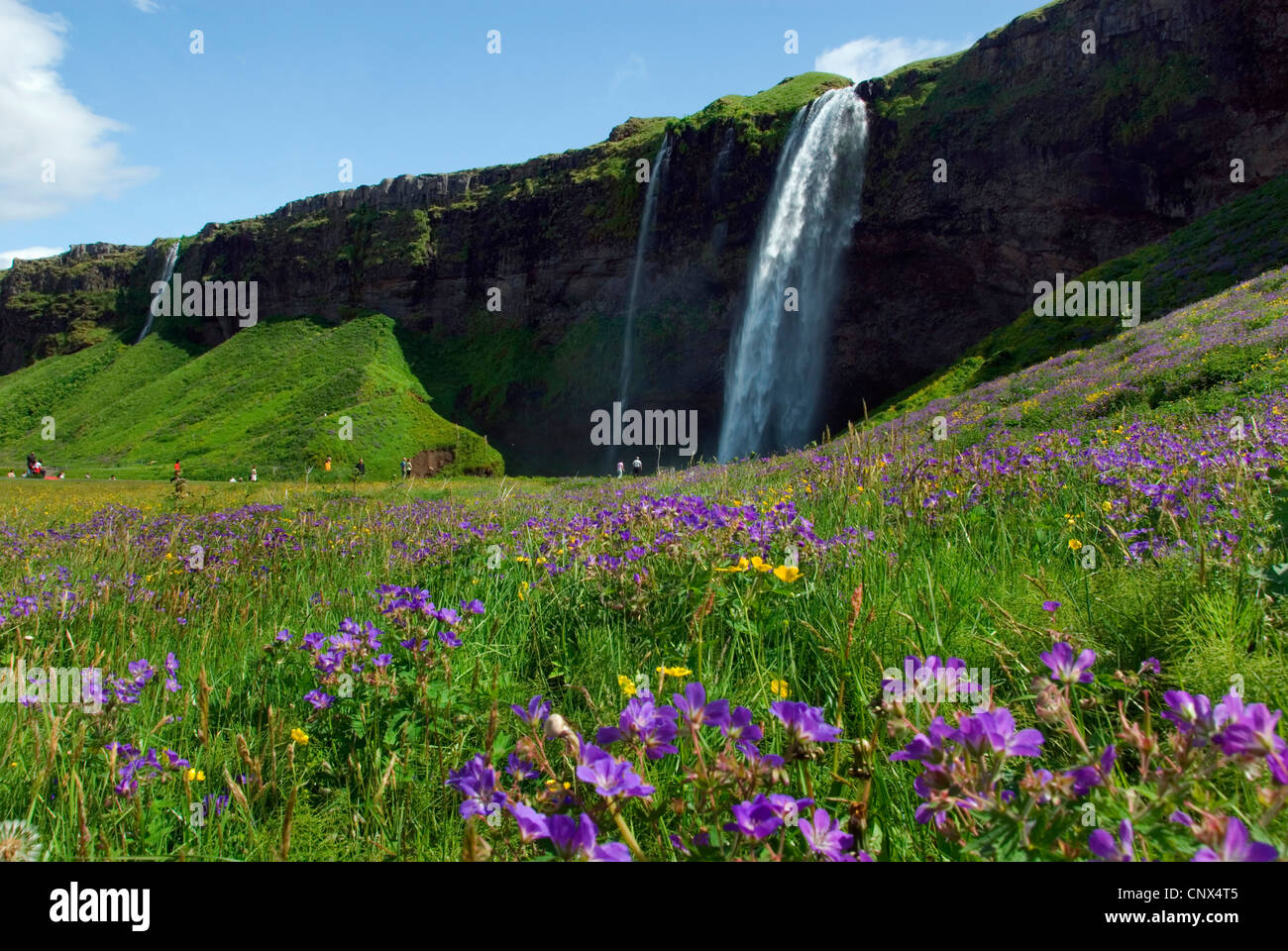 wood cranesbill (Geranium sylvaticum), meadow with wood cranesbill ...