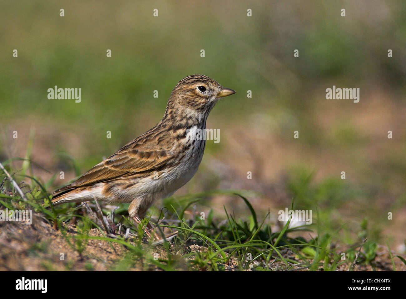 Lesser short toed larks hi-res stock photography and images - Alamy