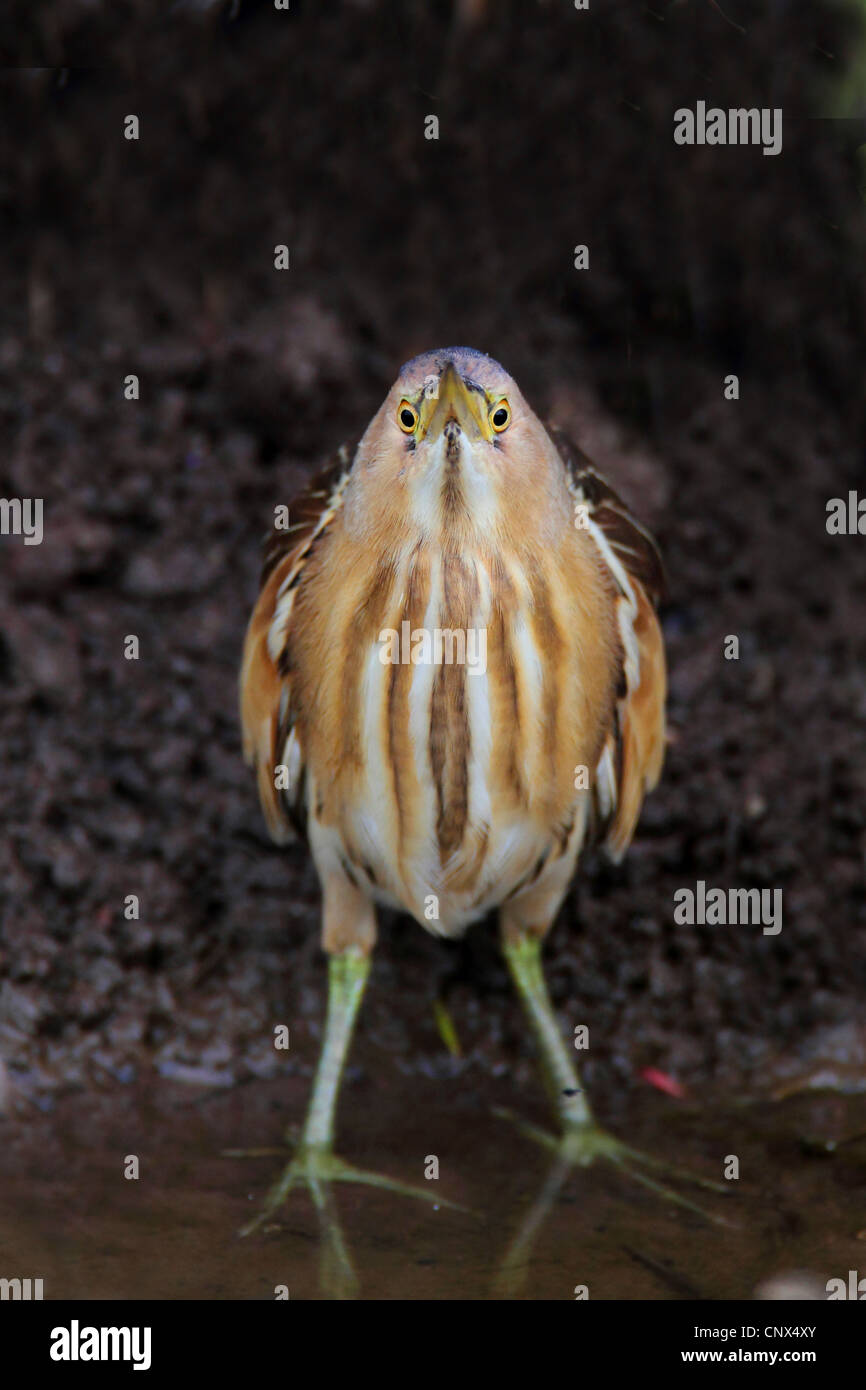 little bittern (Ixobrychus minutus), female, bittern-like posture ...