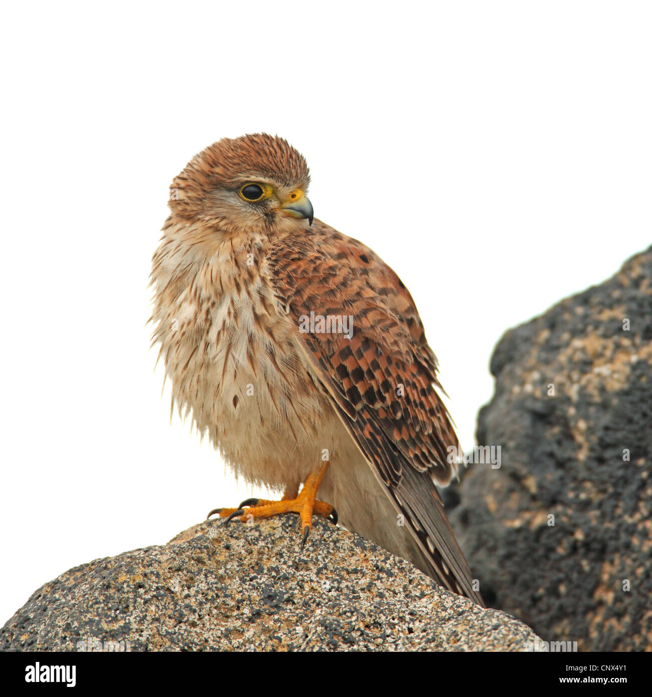 African rock kestrel hi-res stock photography and images - Alamy