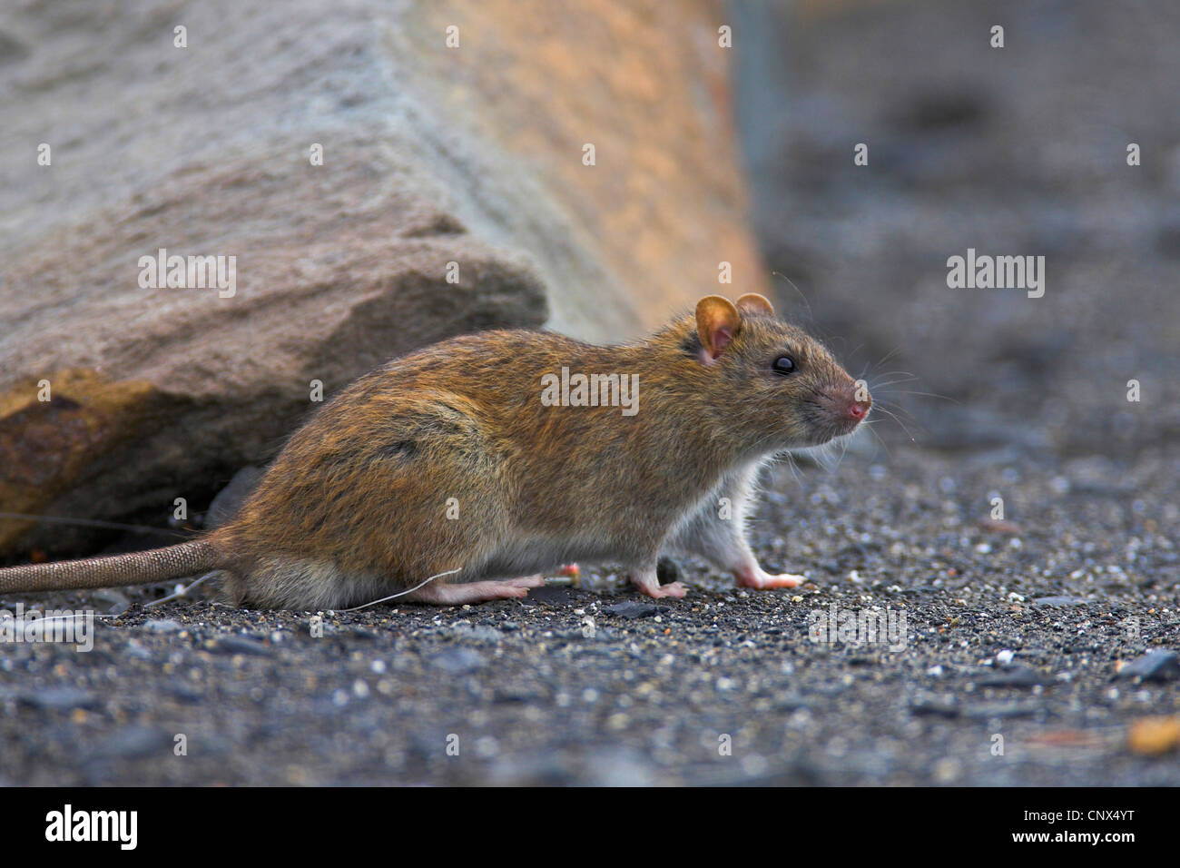 brown rat, commo brown rat, Norway rat, common rat (Rattus norvegicus ...