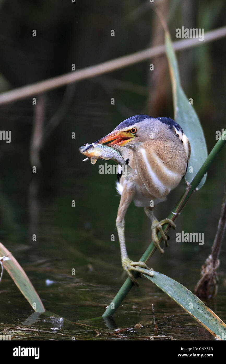 Male climbing in reed hi-res stock photography and images - Alamy