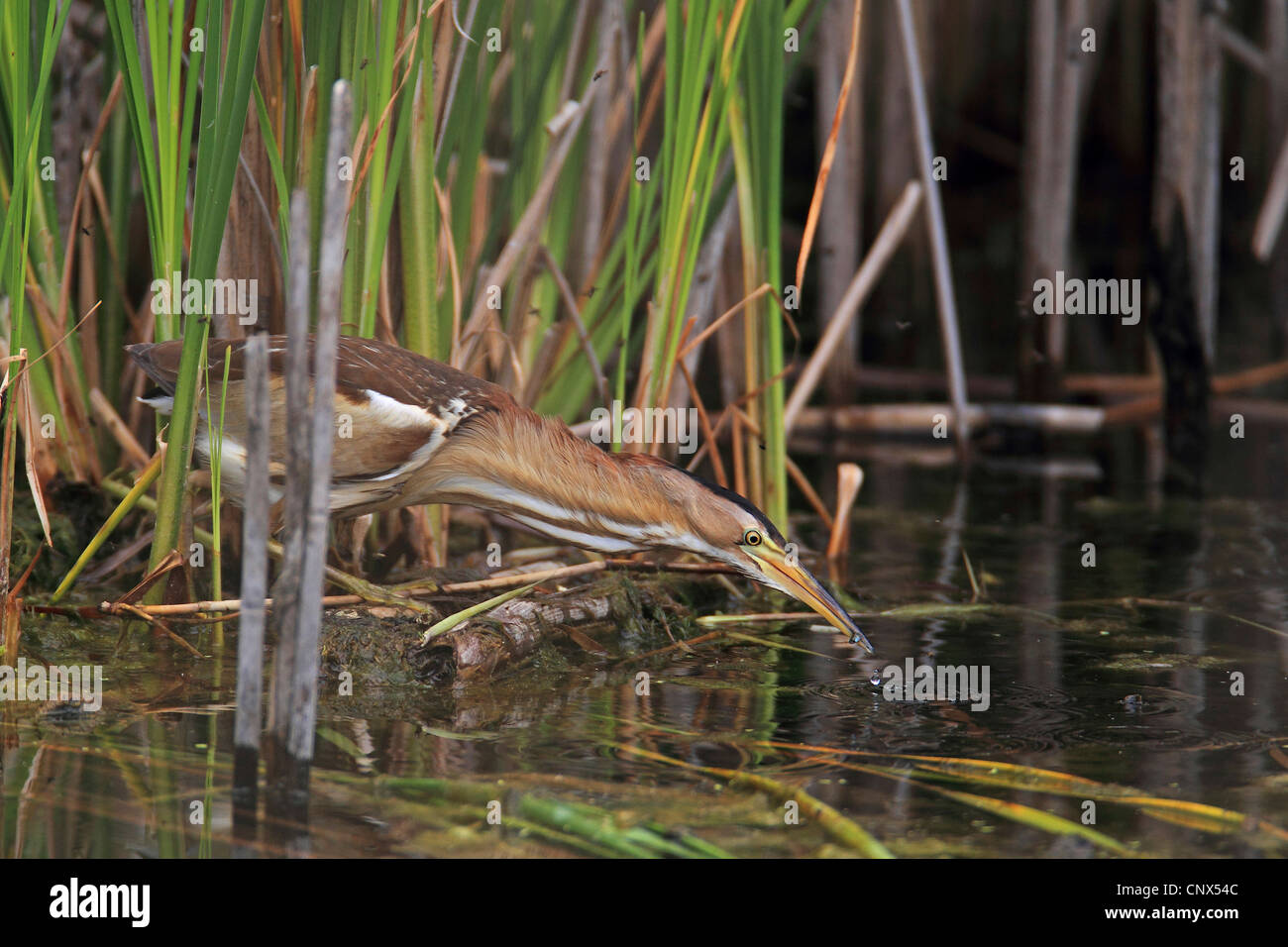 little bittern (Ixobrychus minutus), looking for food, Greece, Kerkini ...