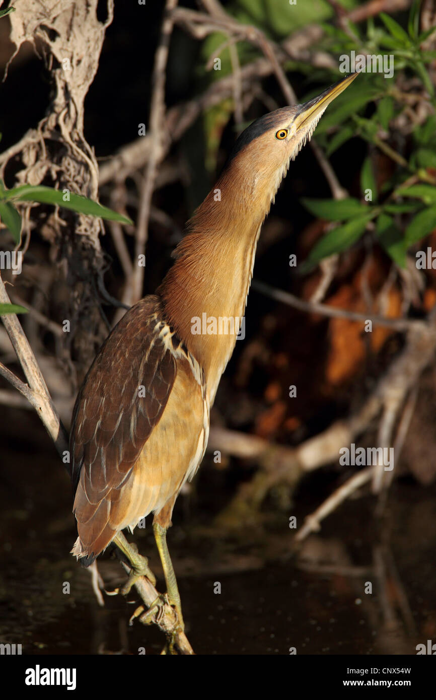 little bittern (Ixobrychus minutus), female, bittern-like posture ...