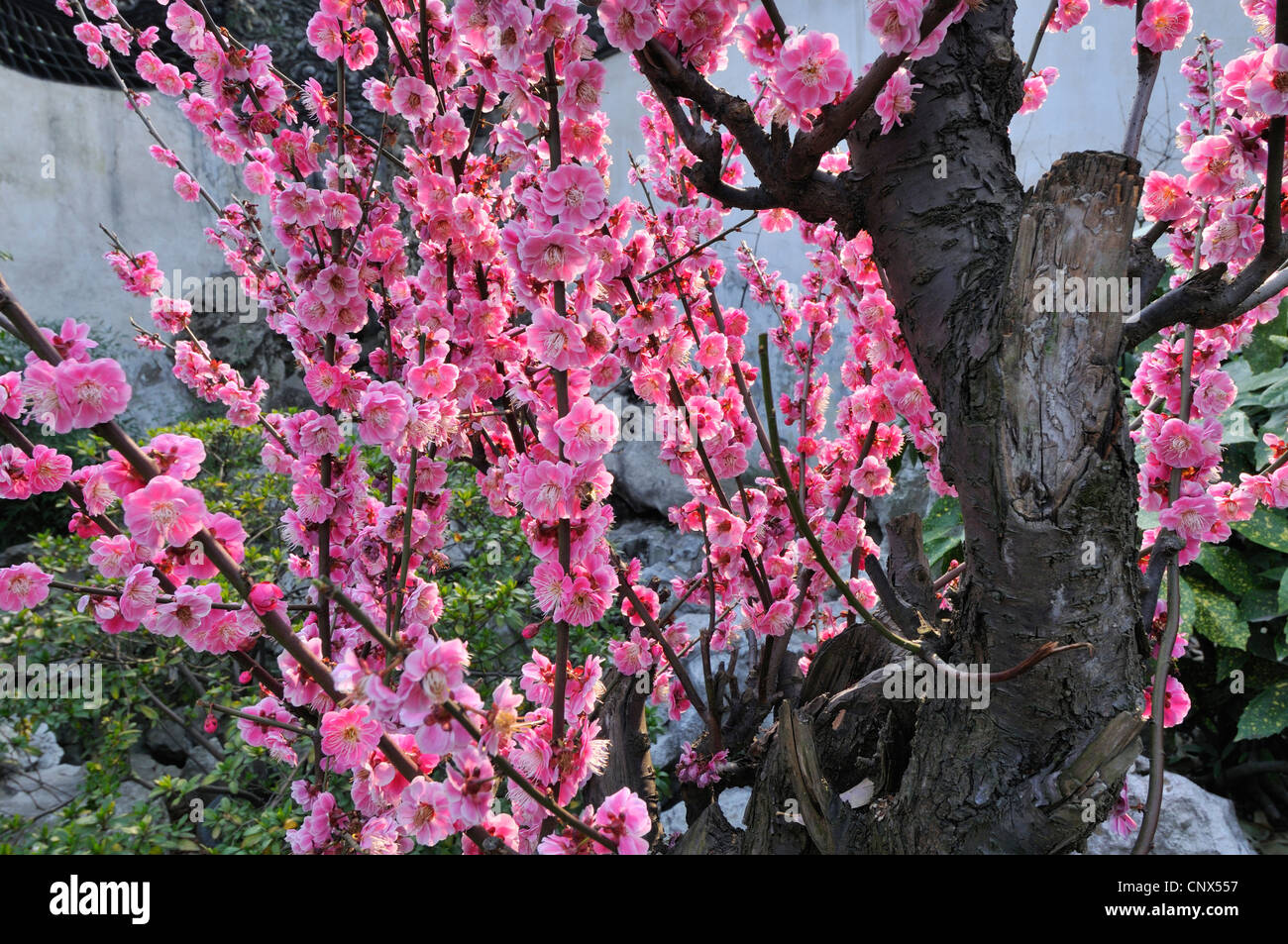 Plum Tree China