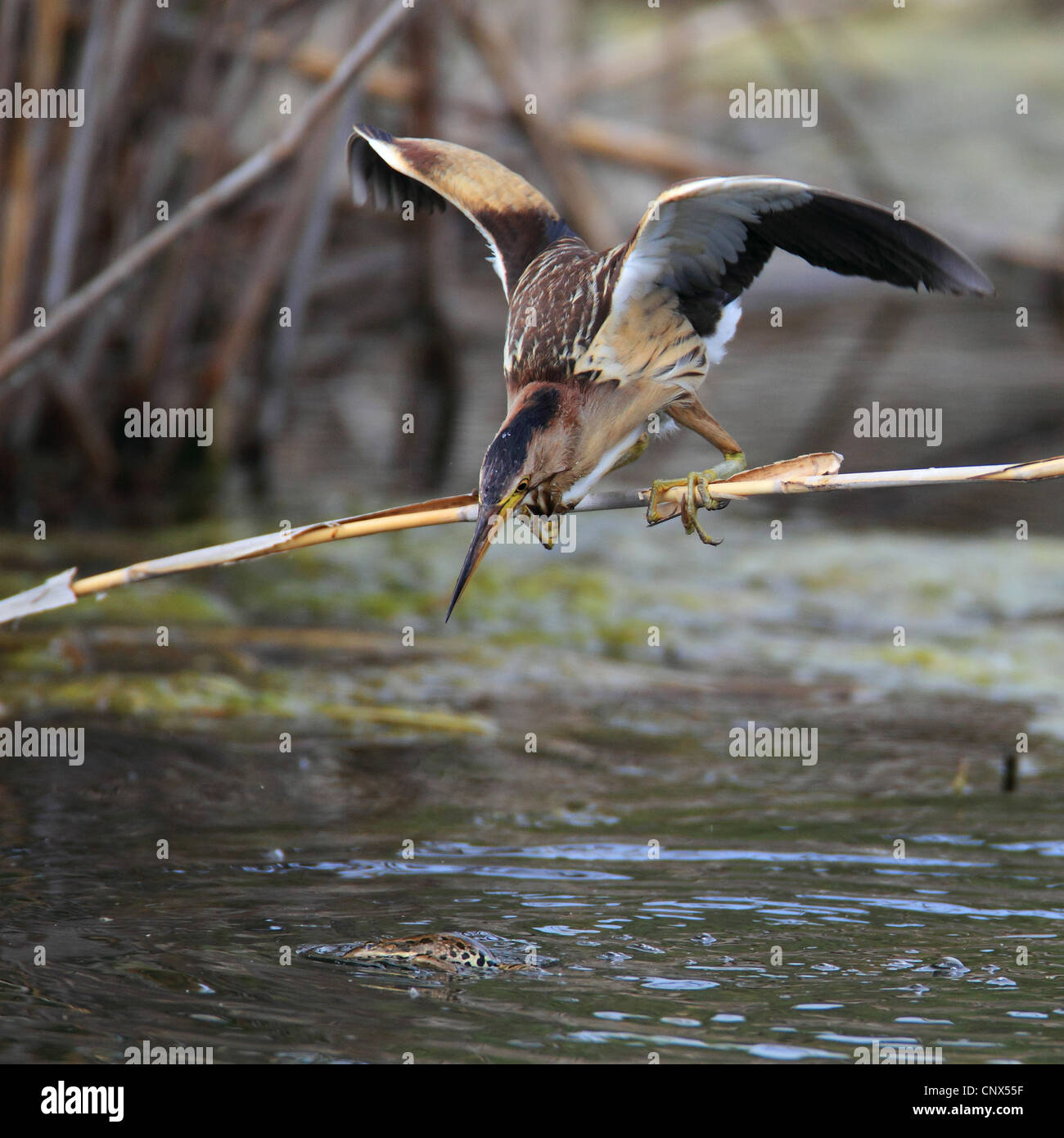 little bittern (Ixobrychus minutus), female, searching for food, Greece ...