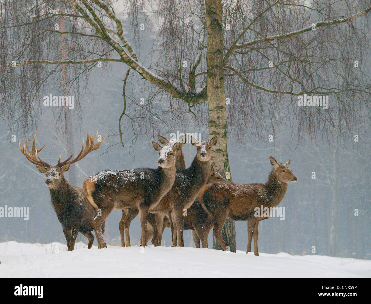 red deer (Cervus elaphus), pack standing under a birch at the edge of a ...