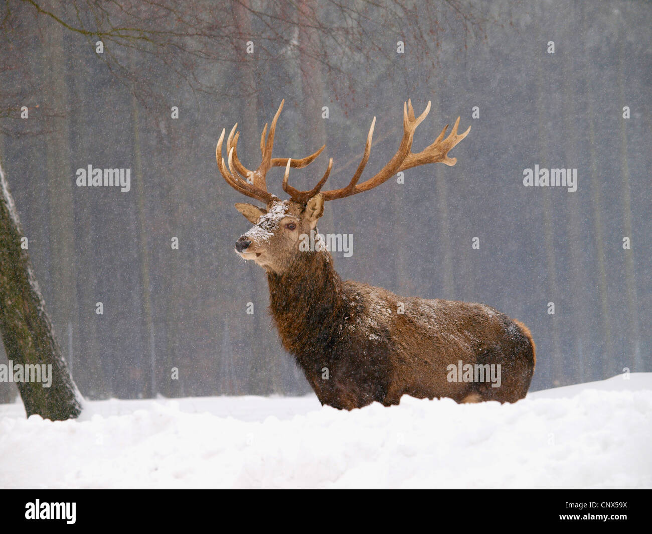 The bull s eye hi-res stock photography and images - Alamy