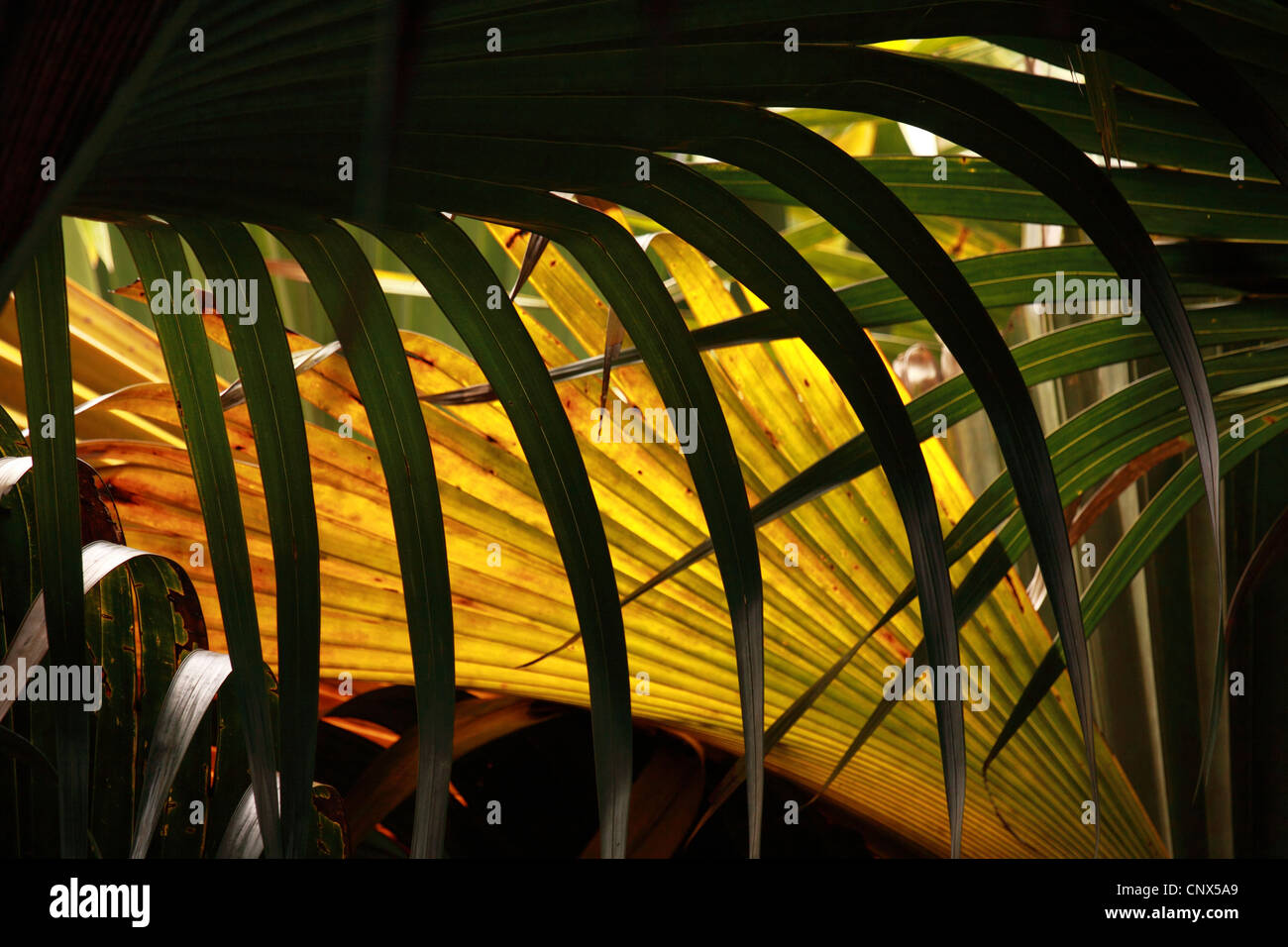 Structure vegetation hi-res stock photography and images - Alamy