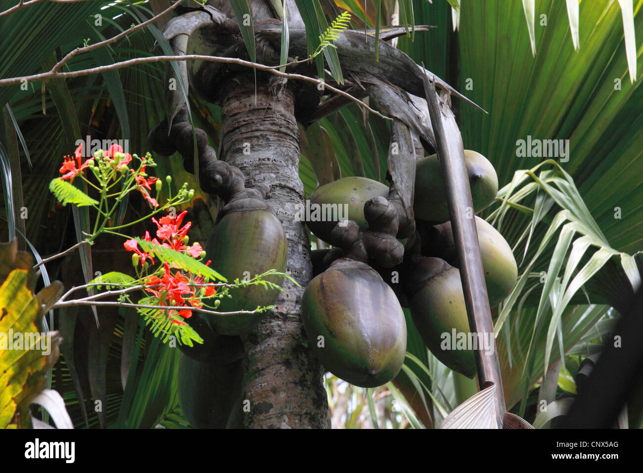 coco de mer, double coconut (Lodoicea maldivica), on a branch ...