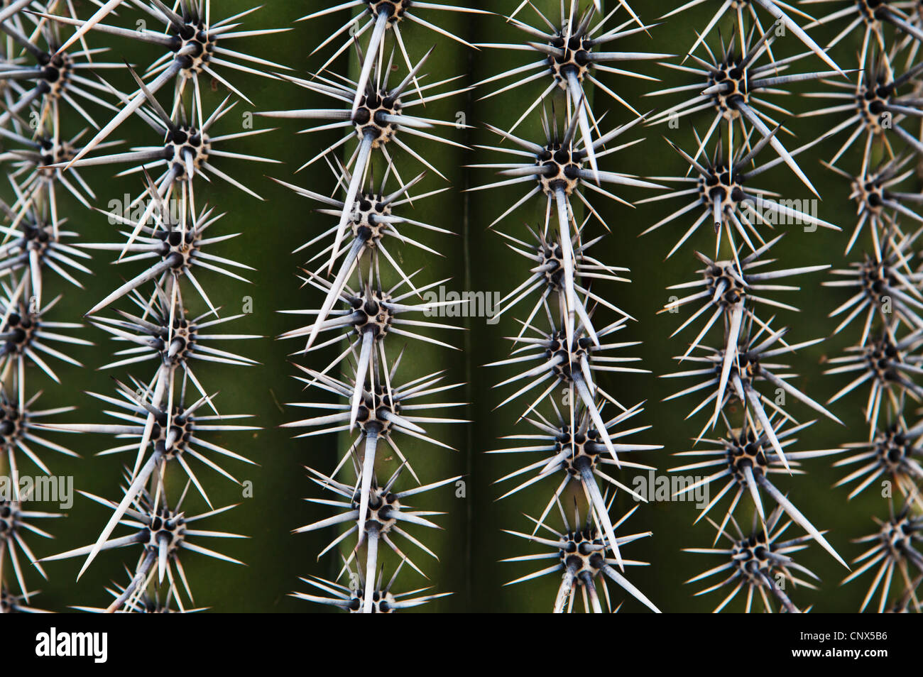 A Saguaro cactus closeup Stock Photo - Alamy
