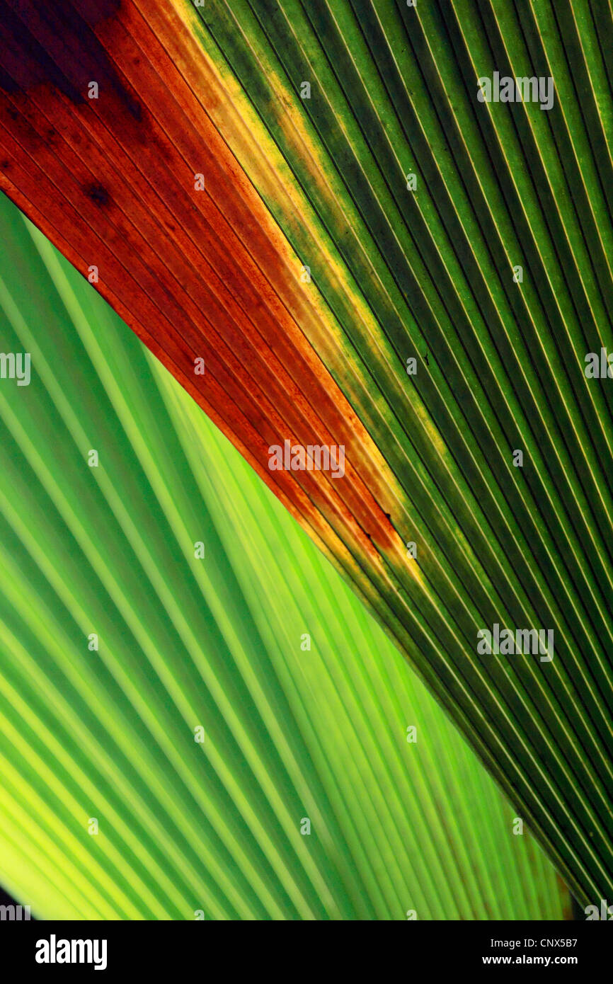 coco de mer, double coconut (Lodoicea maldivica), structure of a leaf ...