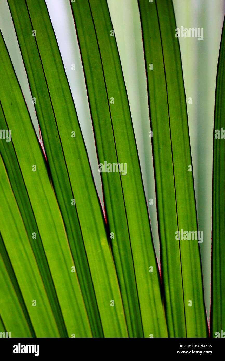 coco de mer, double coconut (Lodoicea maldivica), structure of a leaf ...