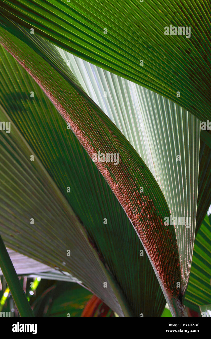 coco de mer, double coconut (Lodoicea maldivica), structure of a leaf ...