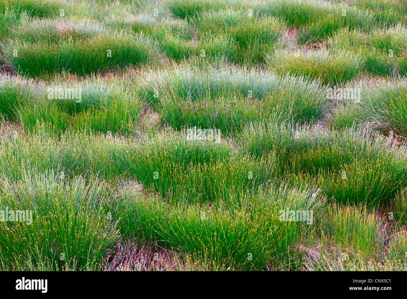 Trichophorum Cespitosum High Resolution Stock Photography and Images ...