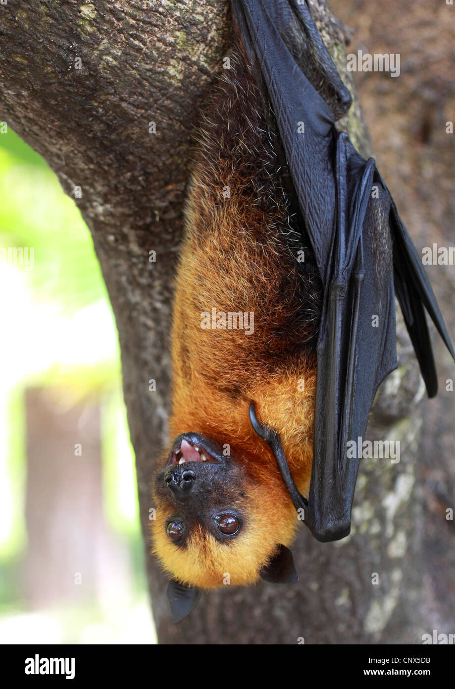 seychelles flying fox, seychelles fruit bat (Pteropus seychellensis ...