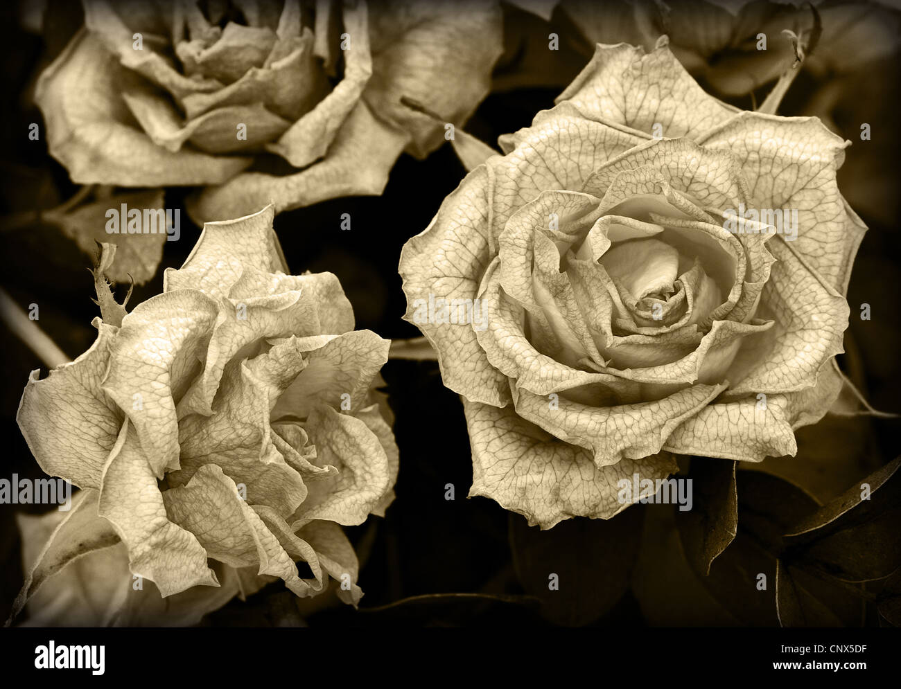 Perfectly preserved "mummified" roses Stock Photo - Alamy