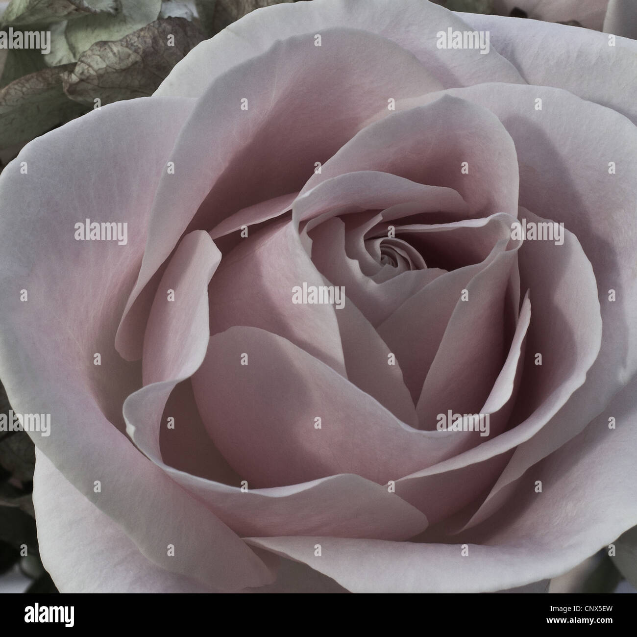 Pink rose from open garden hi-res stock photography and images - Alamy