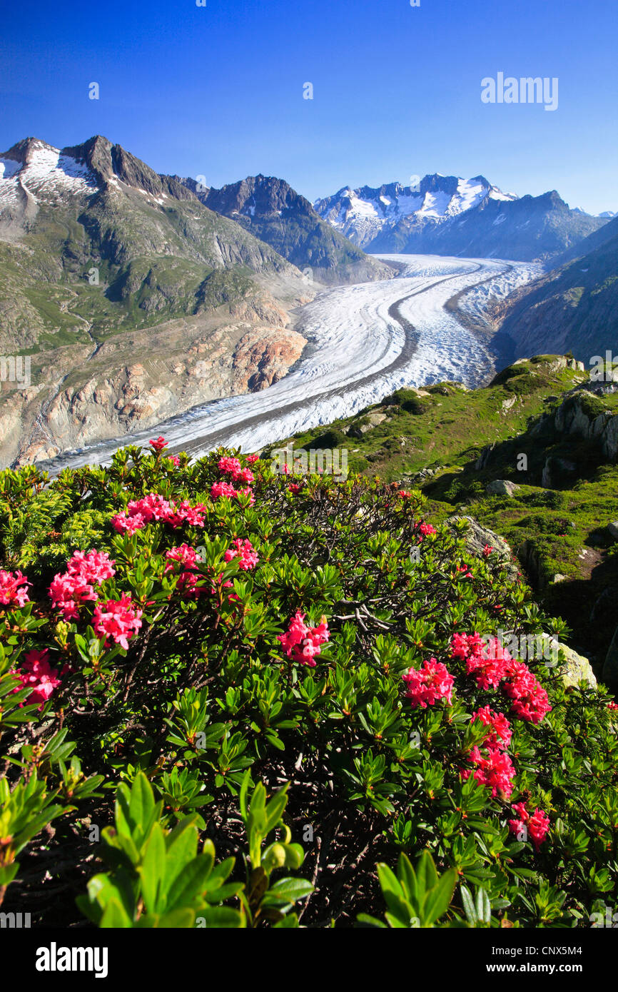 Rust on rose hi-res stock photography and images - Alamy