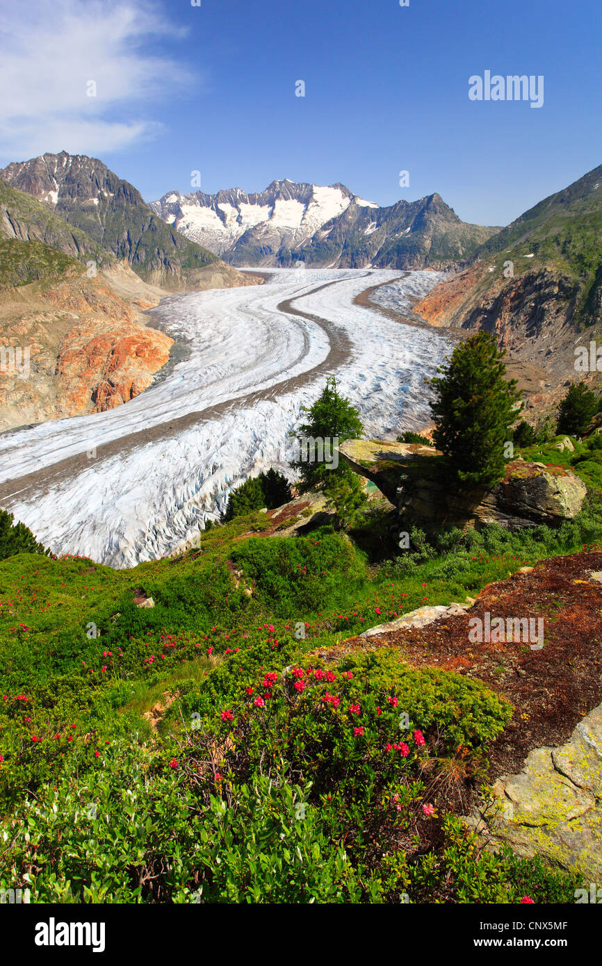 rust-leaved alpine rose (Rhododendron ferrugineum), panoramic view on ...