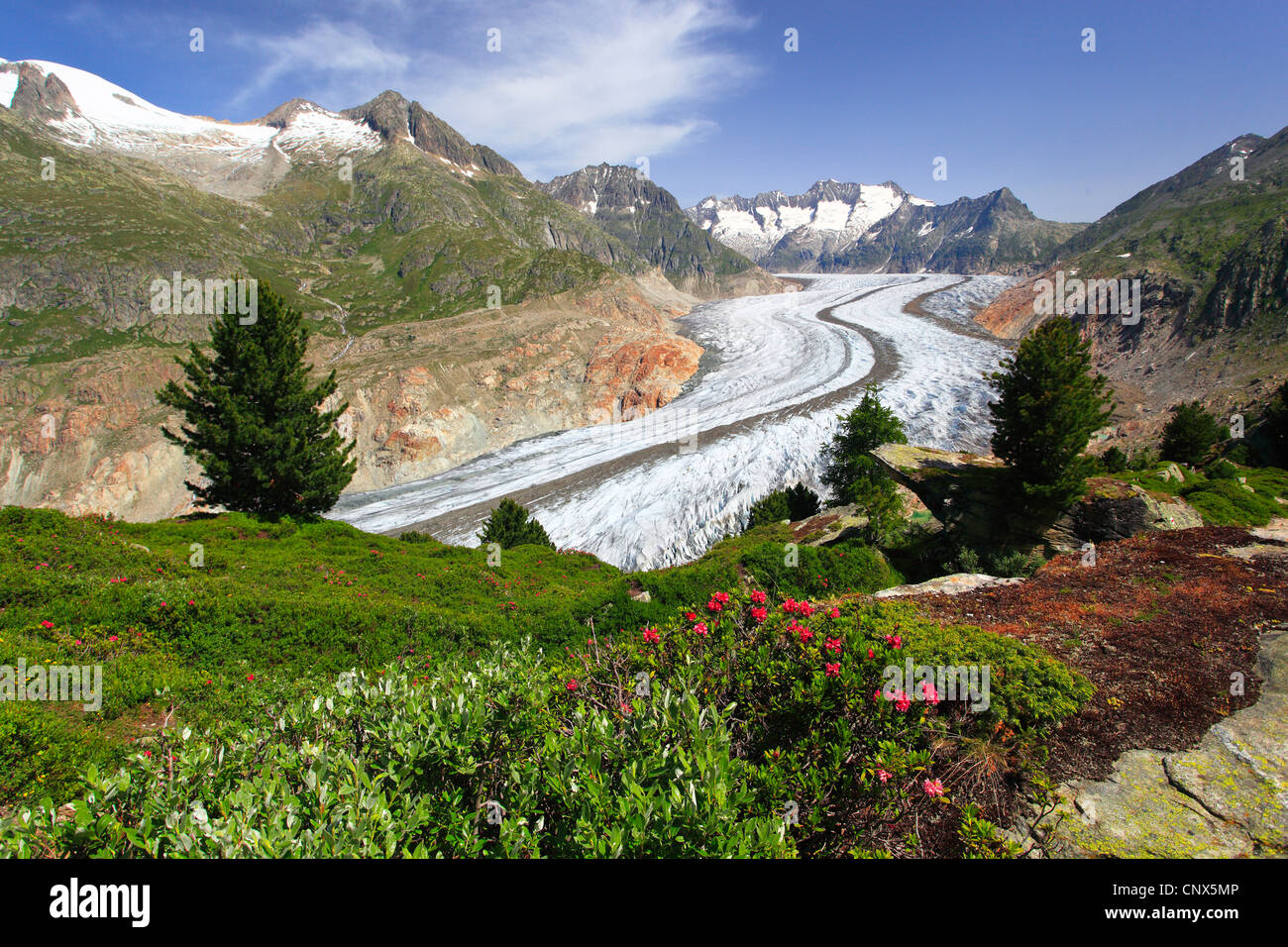 rust-leaved alpine rose (Rhododendron ferrugineum), panoramic view on ...