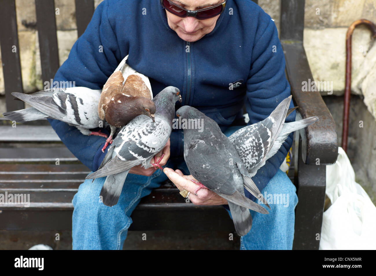 Man feeding pigeons in the centre of York England Stock Photo - Alamy