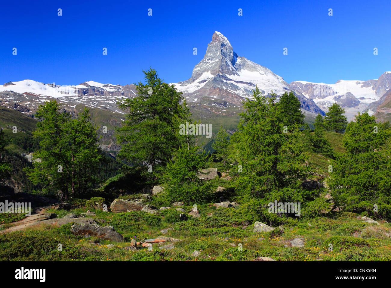 Top view european larch tree hi-res stock photography and images - Alamy