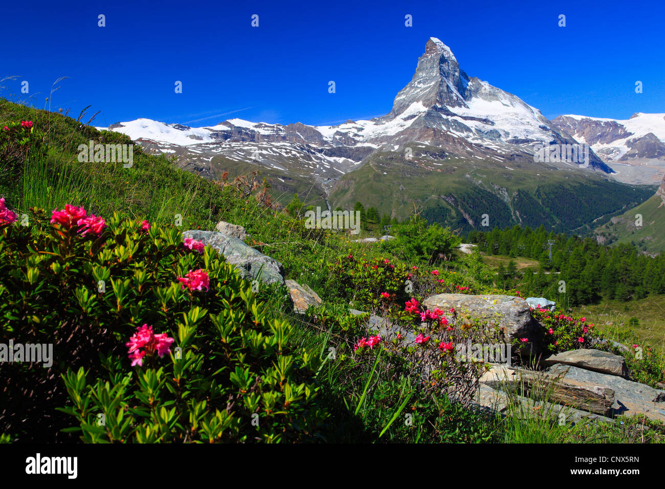 rust-leaved alpine rose (Rhododendron ferrugineum), summer view at the ...