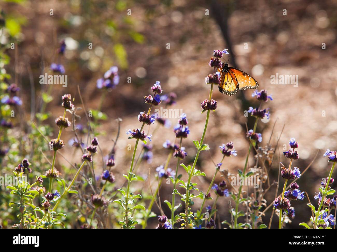 Arizona Desert Flowers With Butterflies