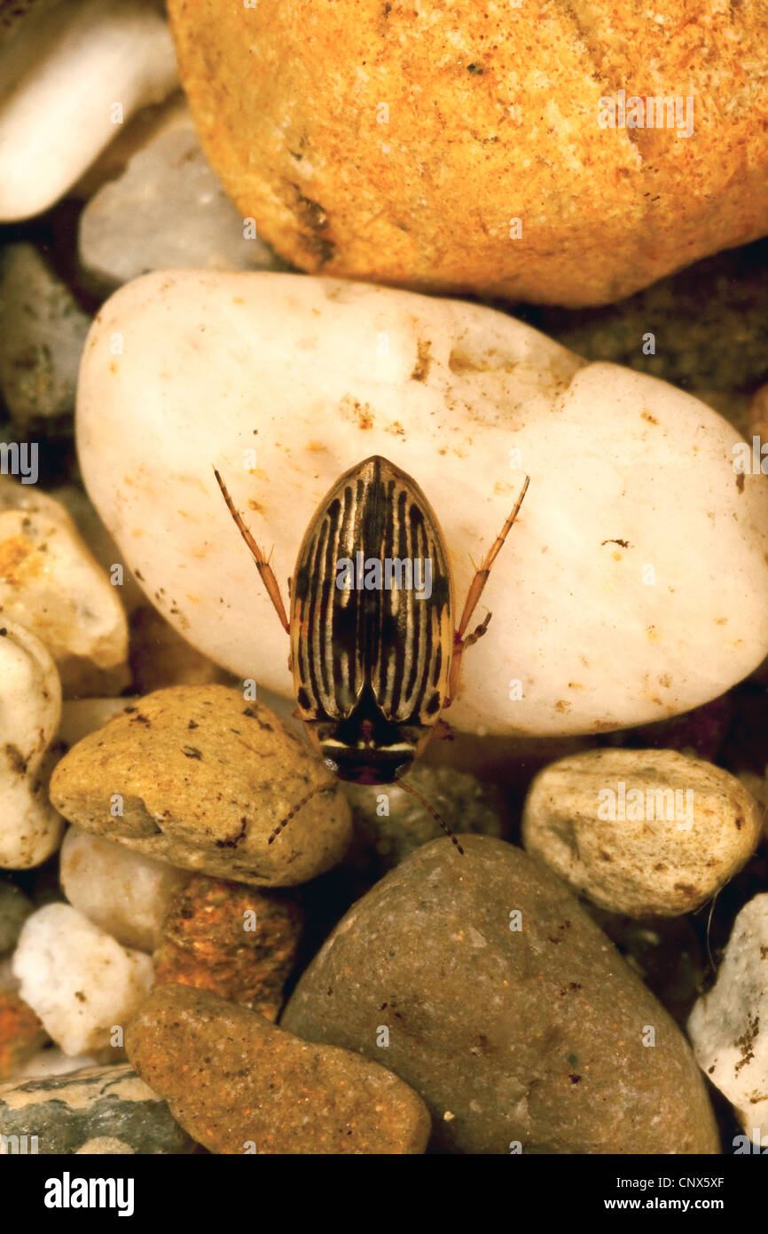 Predaceous diving beetles underwater hi-res stock photography and ...