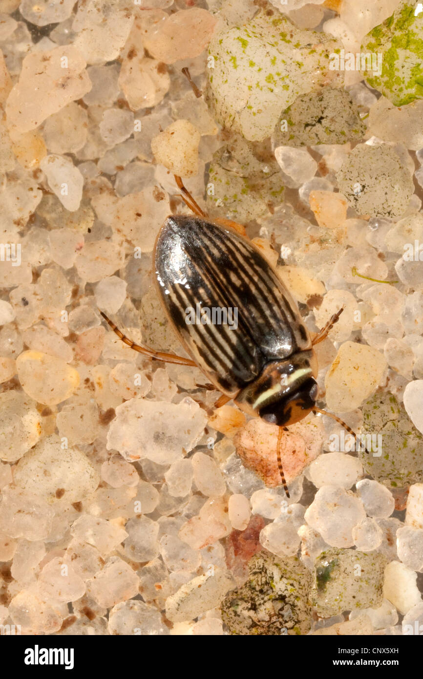 Predaceous diving beetle hi-res stock photography and images - Alamy