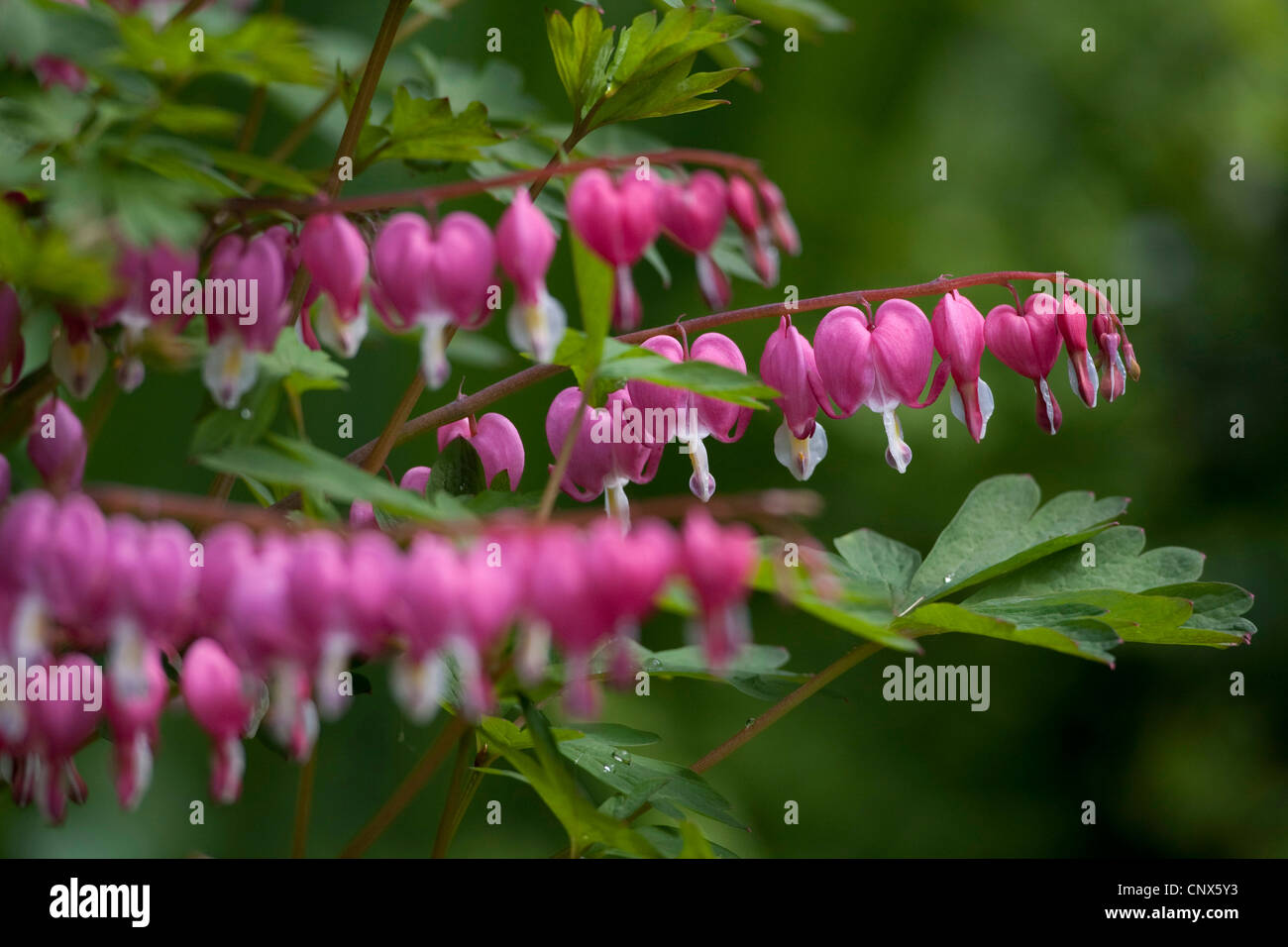 common bleeding heart (Dicentra spectabilis), blooming Stock Photo - Alamy