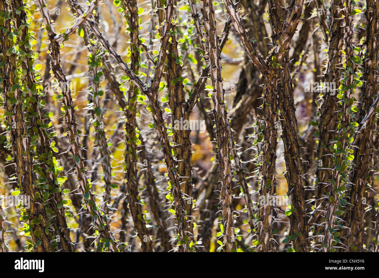 Ocotillo in South Mountain Park outside Phoenix, Arizona Stock Photo ...