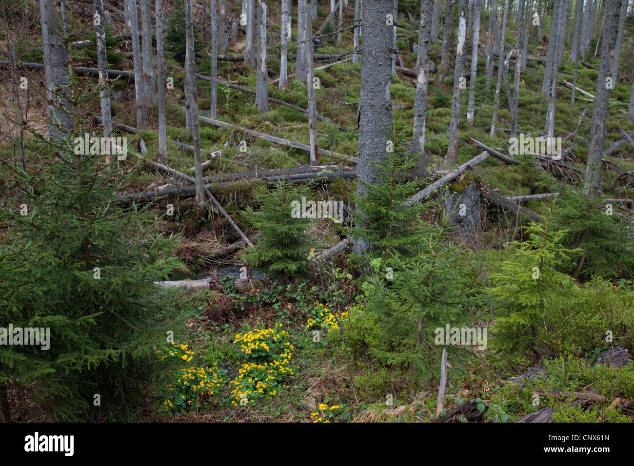 Timber beetle hi-res stock photography and images - Alamy