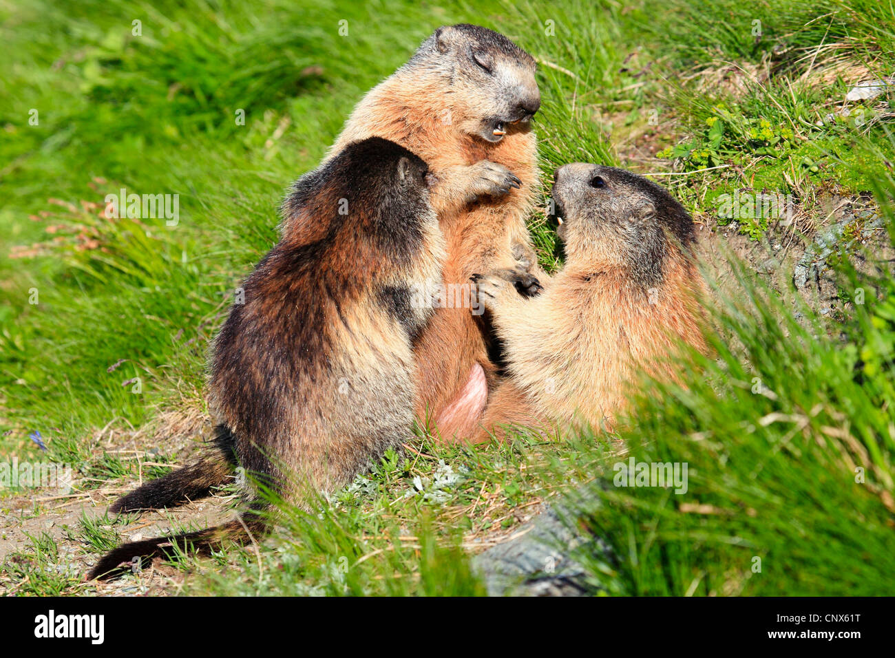 alpine marmot (Marmota marmota), three animals in mountain meadow ...