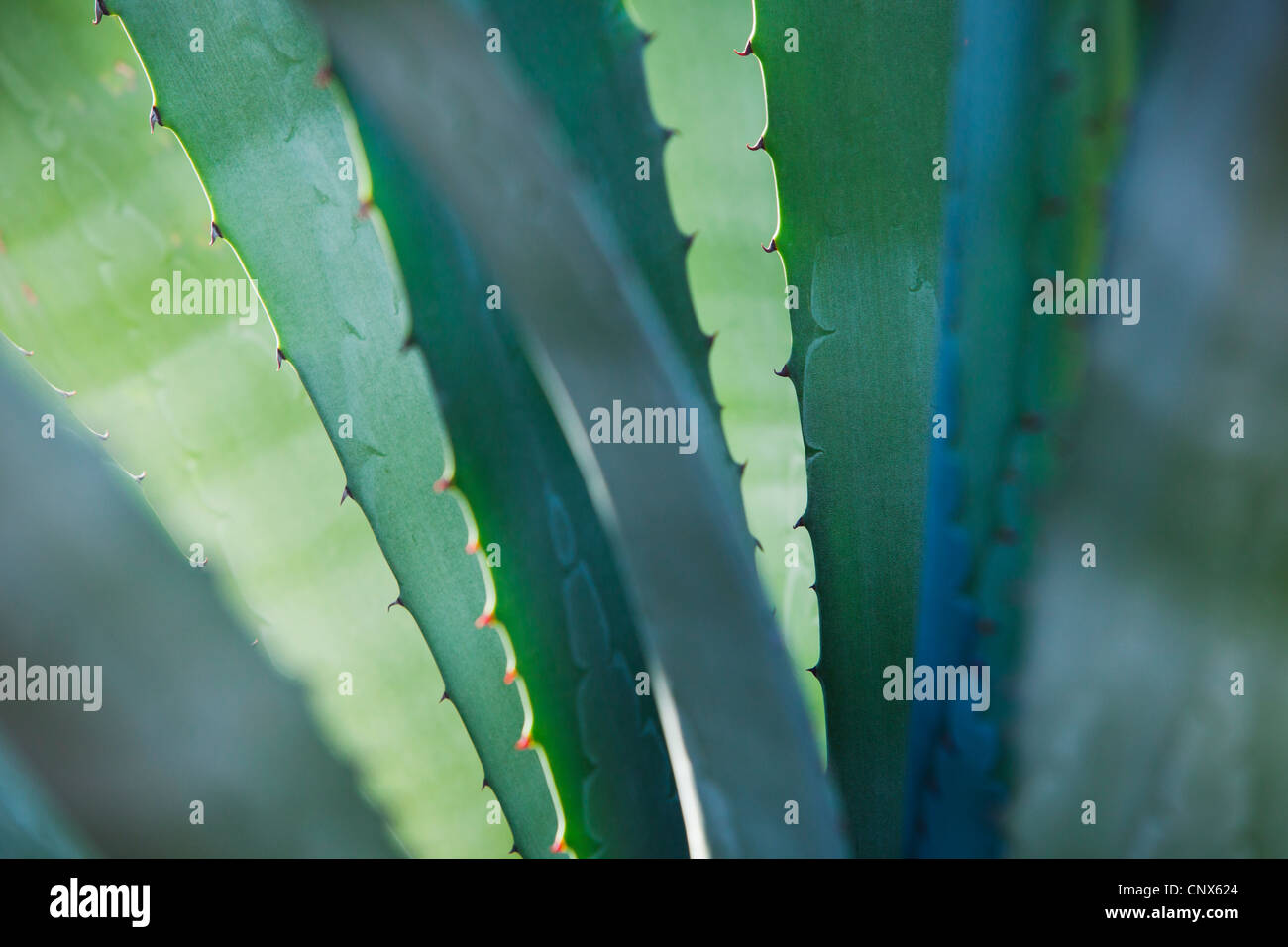 Agave thorns hi-res stock photography and images - Alamy