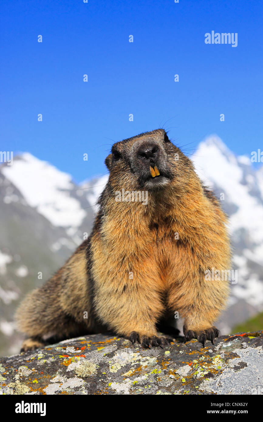 alpine marmot (Marmota marmota), sitting on a rock in front of ...