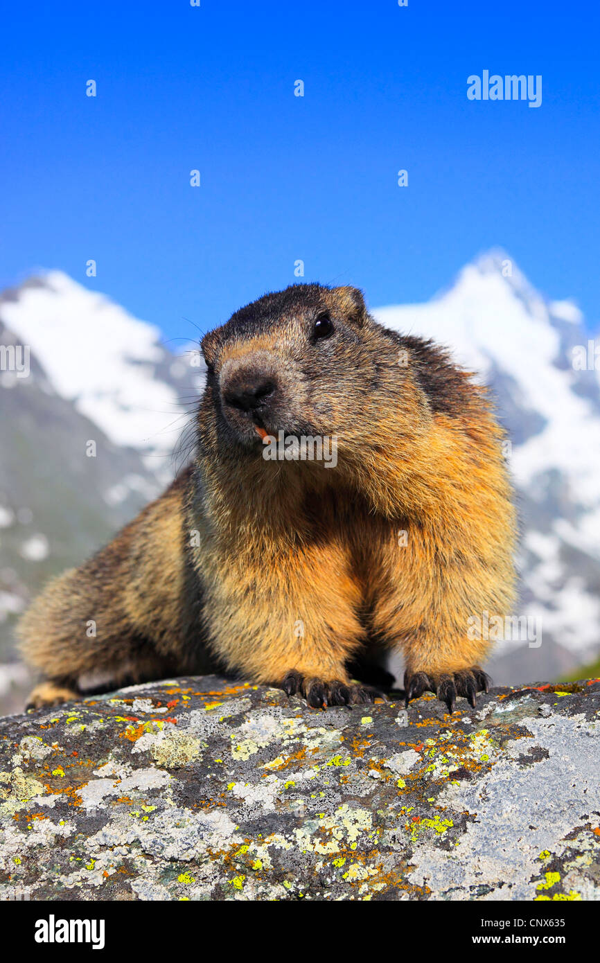 Sitting side by side on a rock wall hi-res stock photography and images ...