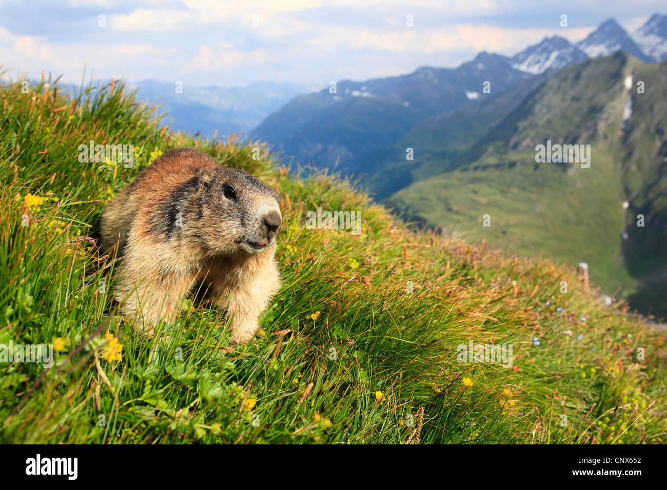 alpine marmot (Marmota marmota), sitting in a mountain meadow in front of mountain panorama ...