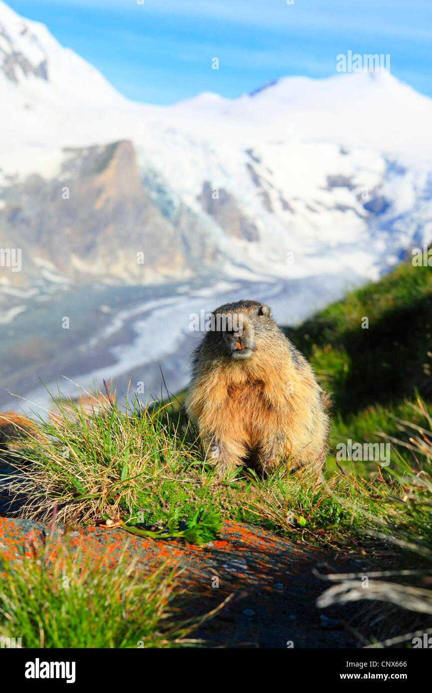 alpine marmot (Marmota marmota), in a mountain meadow in front of panoramic view on mountain ...
