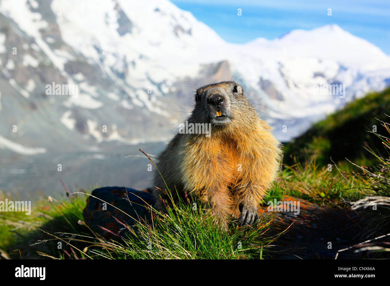 alpine marmot (Marmota marmota), in a mountain meadow in front of ...